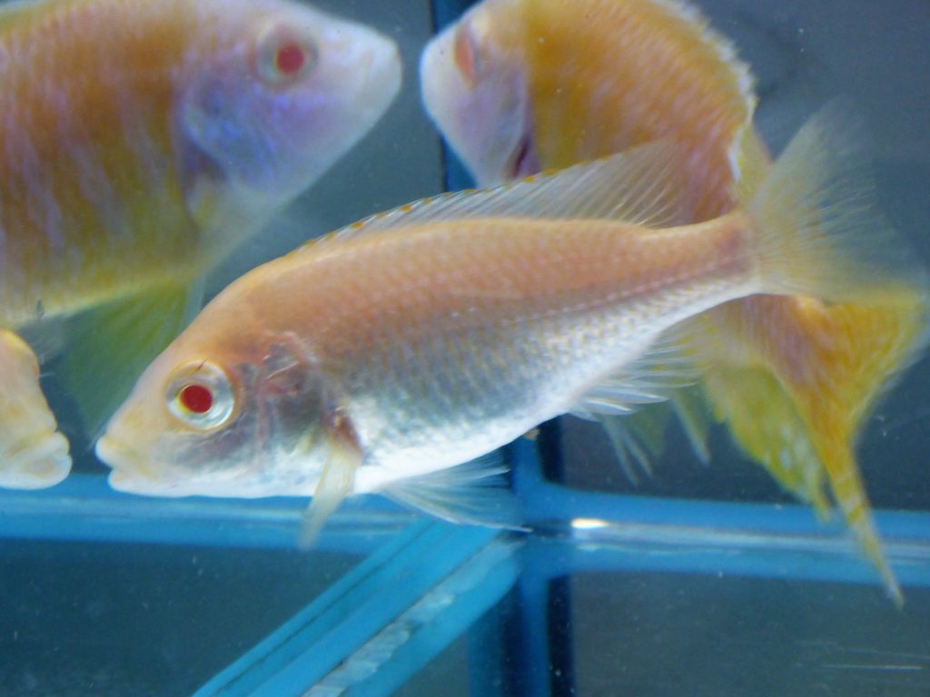 Albino Red Empress