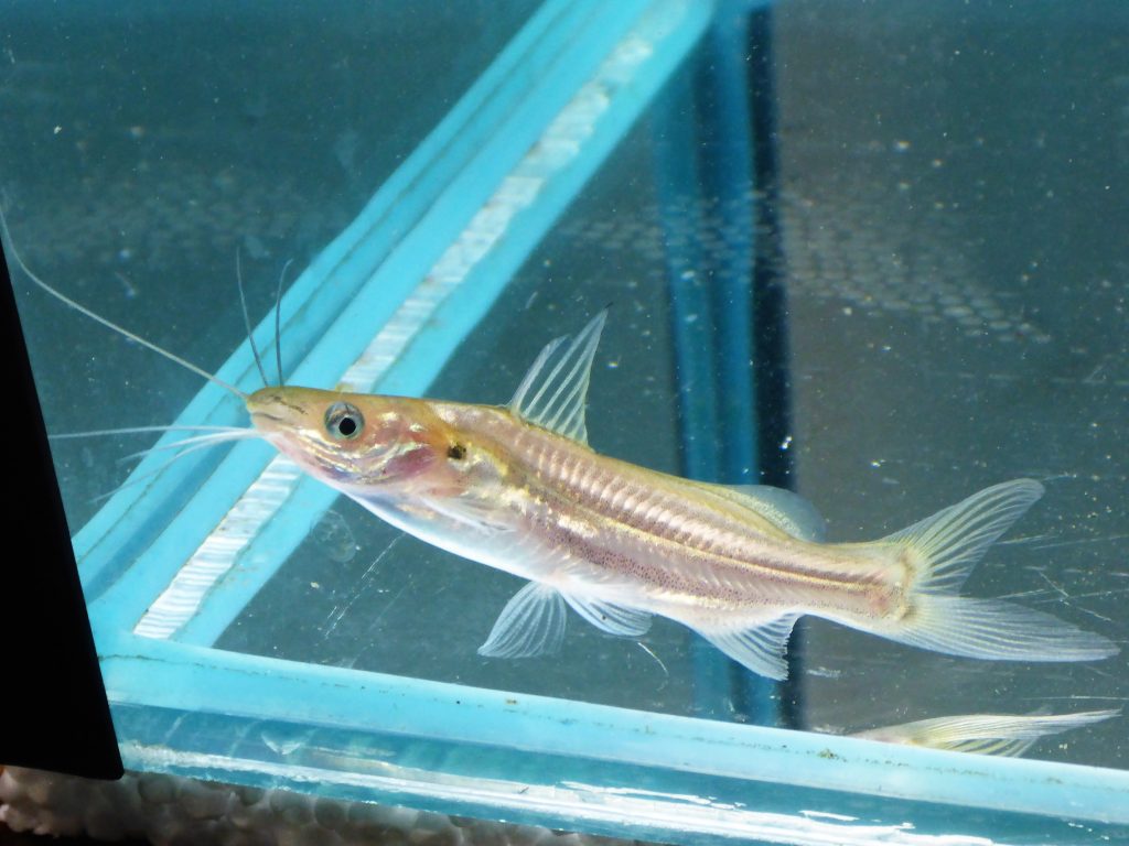 Mystus Catfish (Striped Dwarf Catfish)