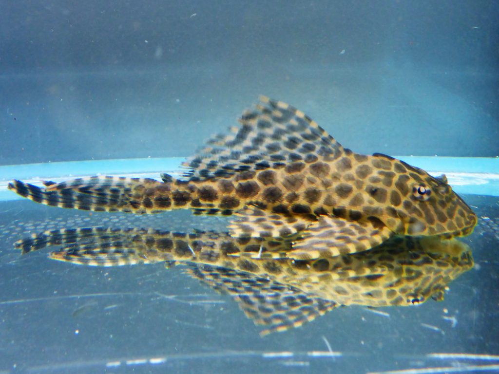 Sailfin Pleco