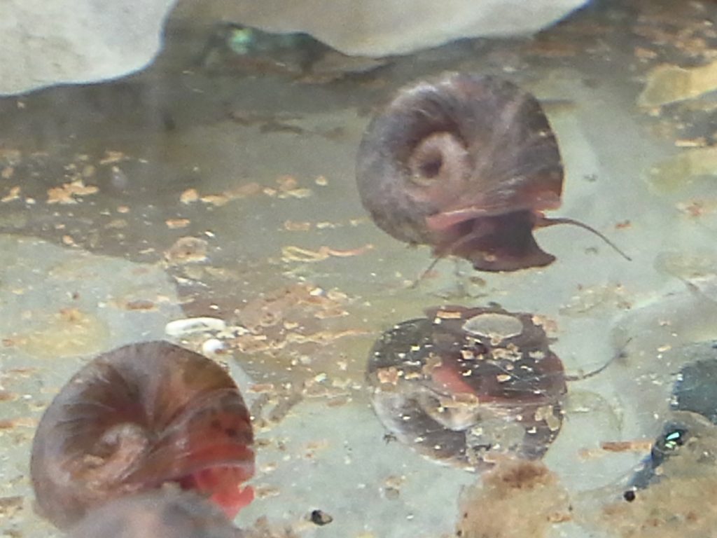 Ramshorn Snails