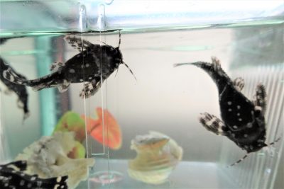 Spotted Talking Catfish