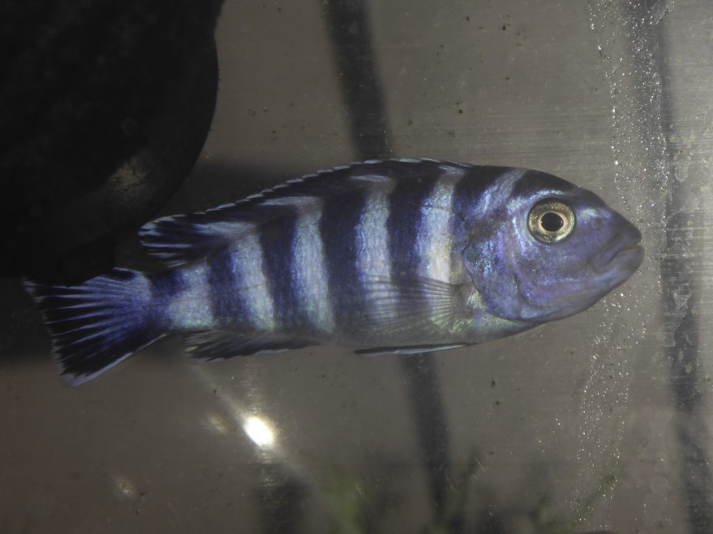 Demasoni Cichlid